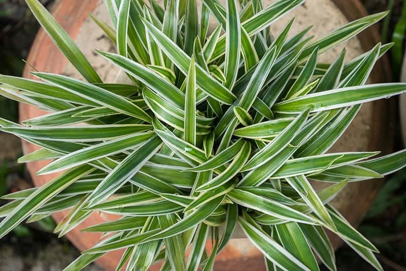 Variegated [Margin] Spider Plant | Stem Rochester