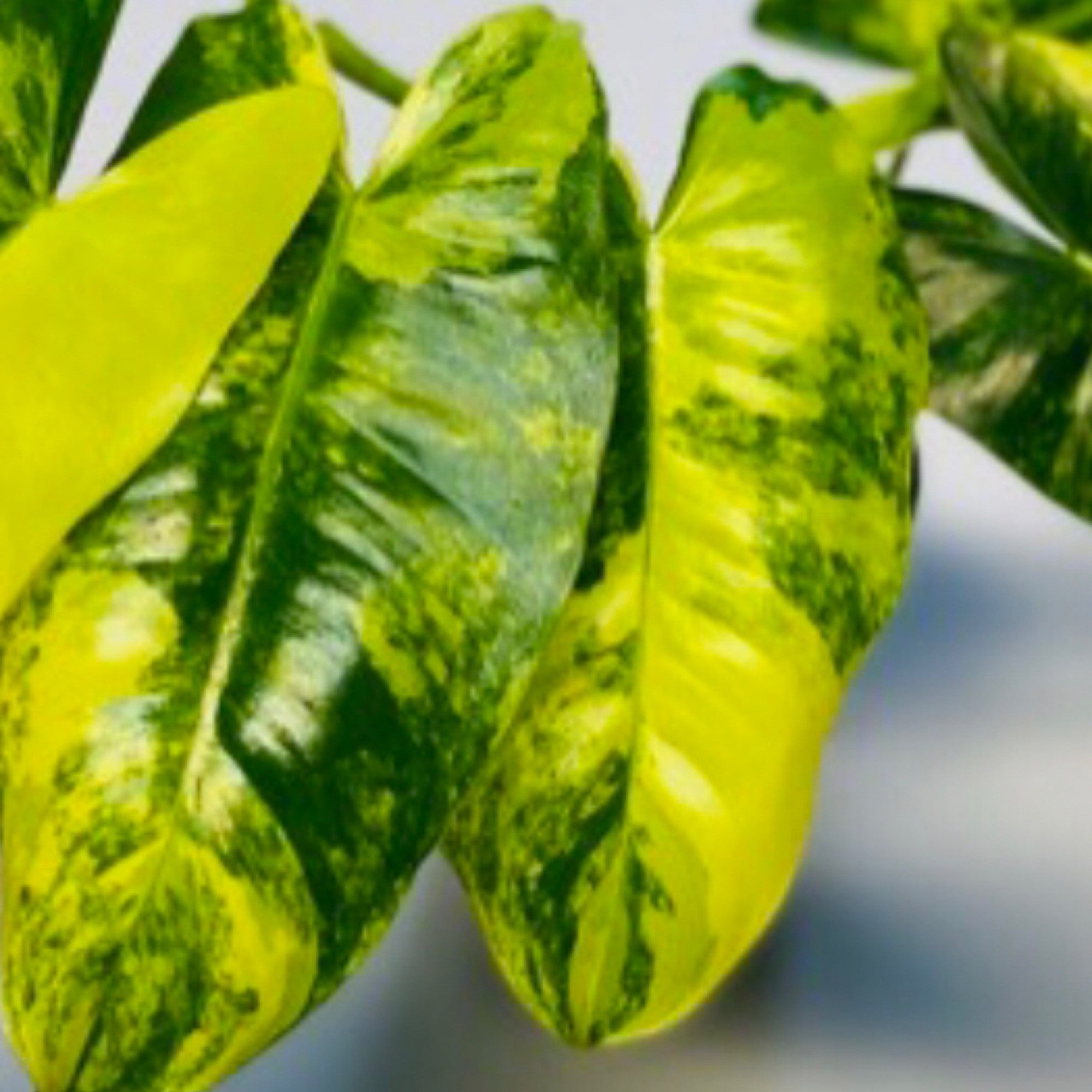 Var. Burle Marx | Stem Rochester