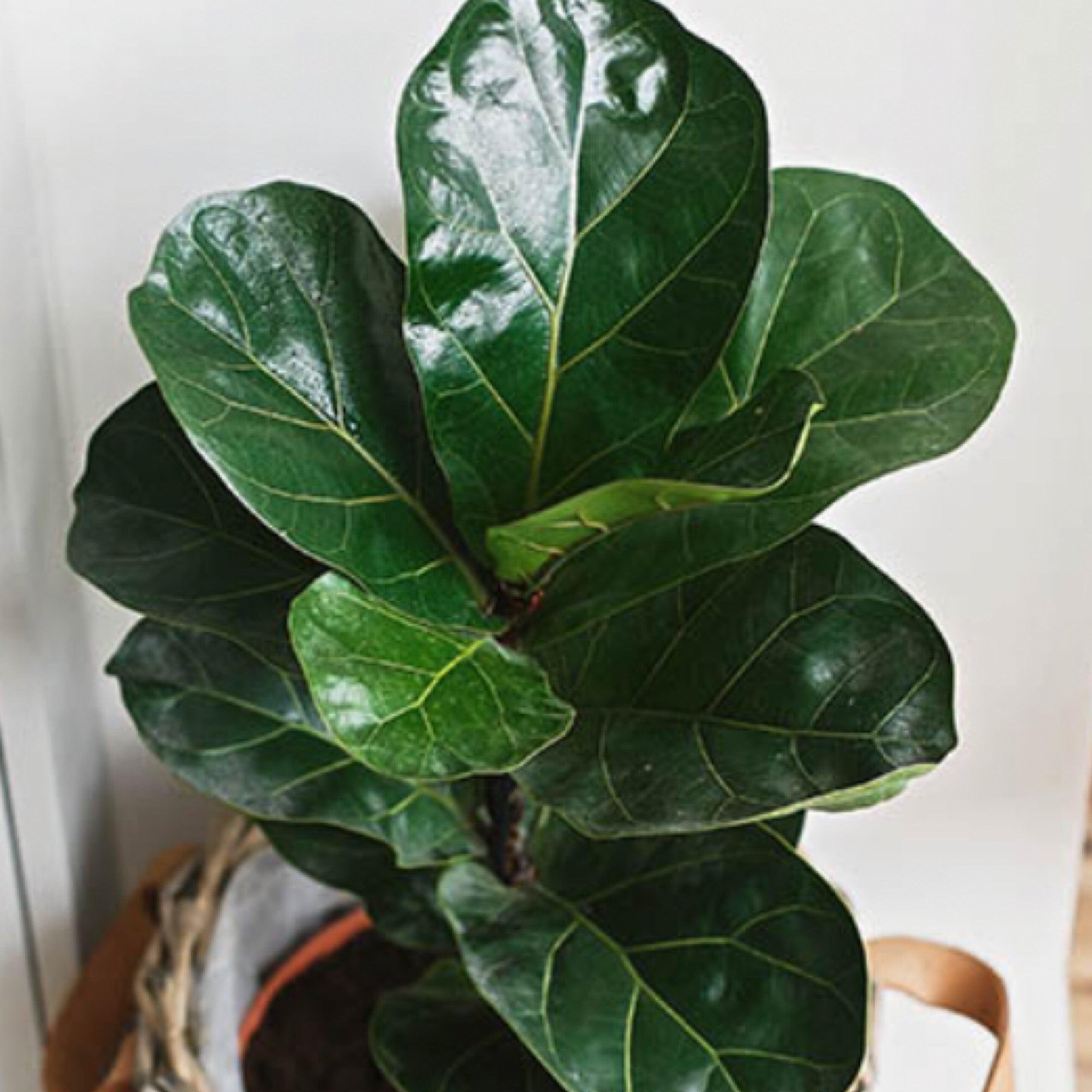 Fiddle Leaf Fig | Stem Rochester