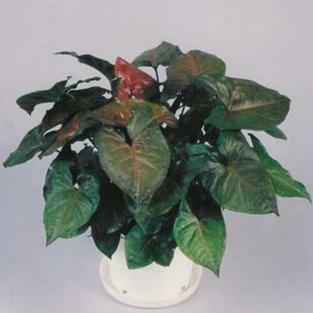 Maria Allusion | Stem Rochester